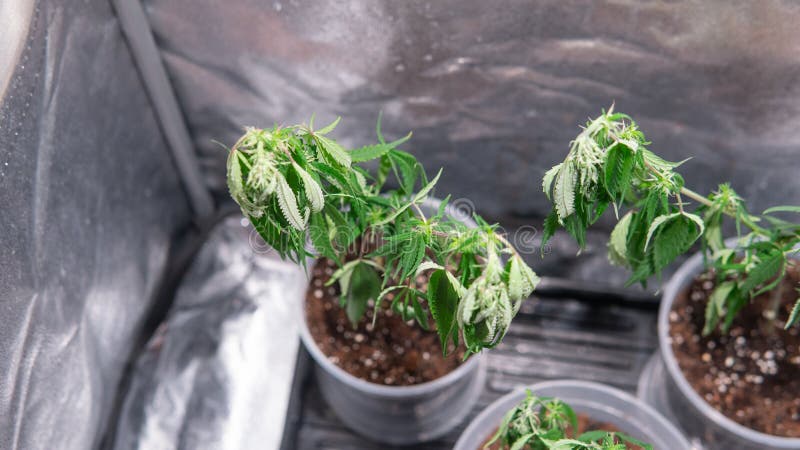 The Process of Cloning a Marijuana Plant. Rules for Transplanting and ...