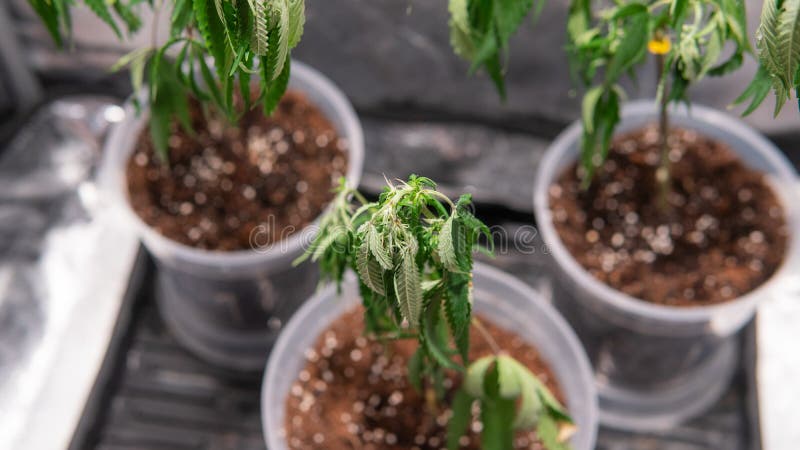 The Process of Cloning a Marijuana Plant. Rules for Transplanting and ...