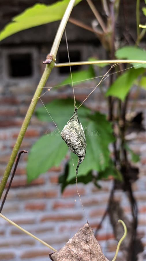 Process of a Cocoon To a Butterfly, Please Download Stock Photo - Image ...