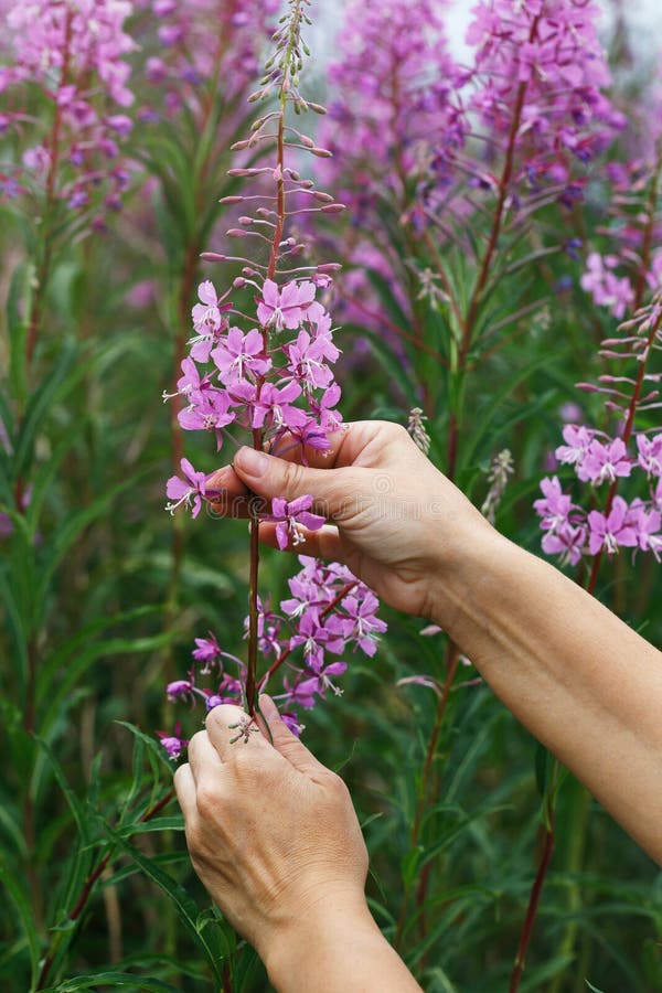 Process of Collecting Willow-tea Stock Image - Image of fireweed, grass ...