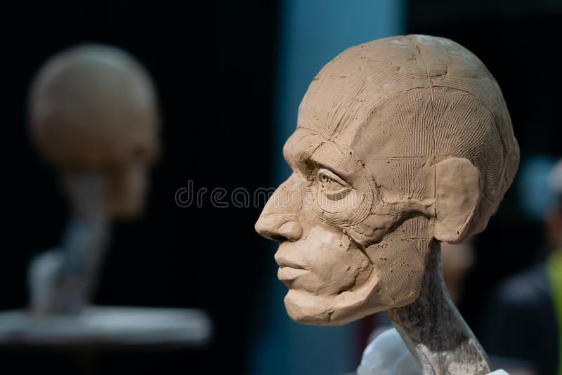 The Process of Creating Ecorche. the Sculptor is Working Stock Image ...