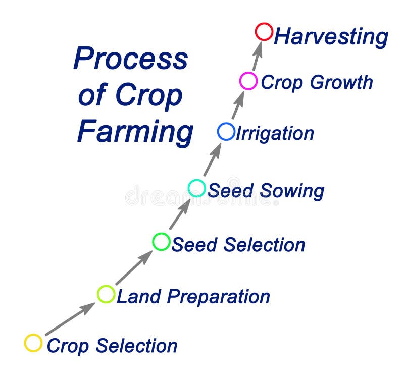 Process of Crop Farming stock photo. Image of agriculture - 339747132
