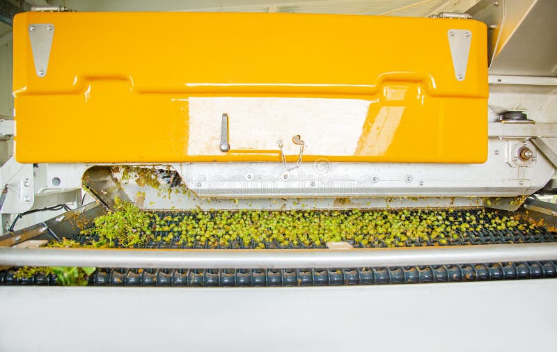 Process of Crushing the Grapes in Winemaking Stock Image - Image of ...