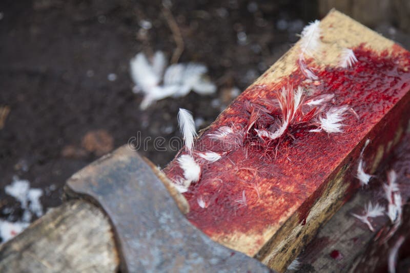 Process of Cutting Off Chickens Head Stock Photo - Image of fear ...