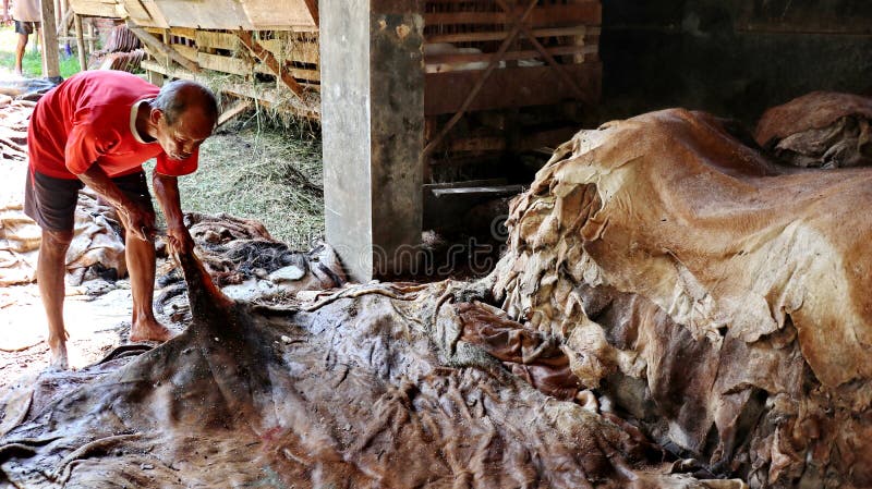 The Process of Cutting Raw Skin before it is Processed for the ...