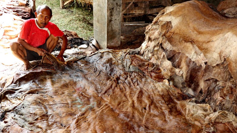 The Process of Cutting Raw Skin before it is Processed for the ...