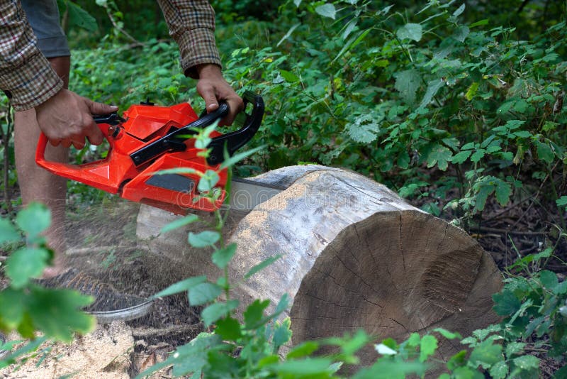 The Process of Cutting Trees with a Chainsaw, a Working Forester Guy is ...