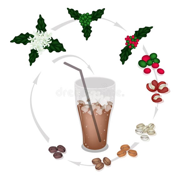 The Process of a Delicious Iced Coffee Stock Vector - Illustration of ...