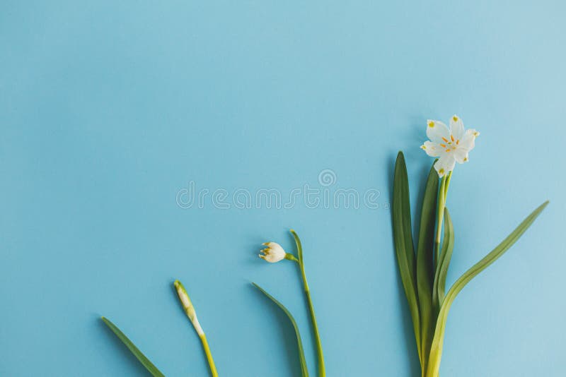 Process of Development of a Flower from Leaves To Bud and Bloom. Hello ...