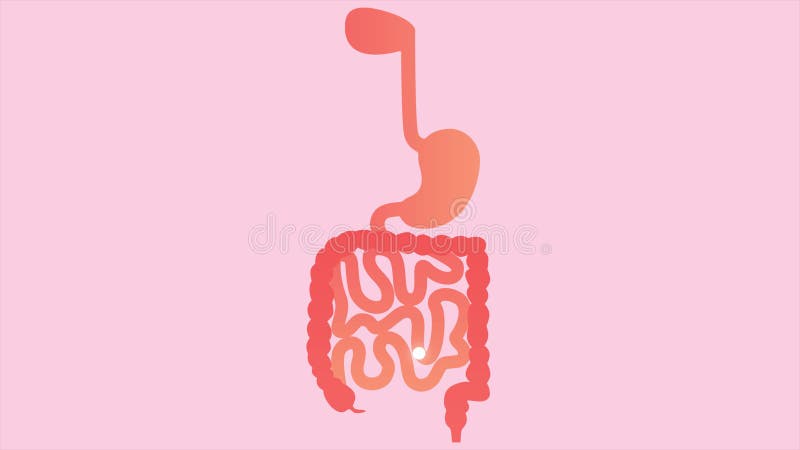 The Process of Digestion. Animation 2D Stock Footage - Video of ...
