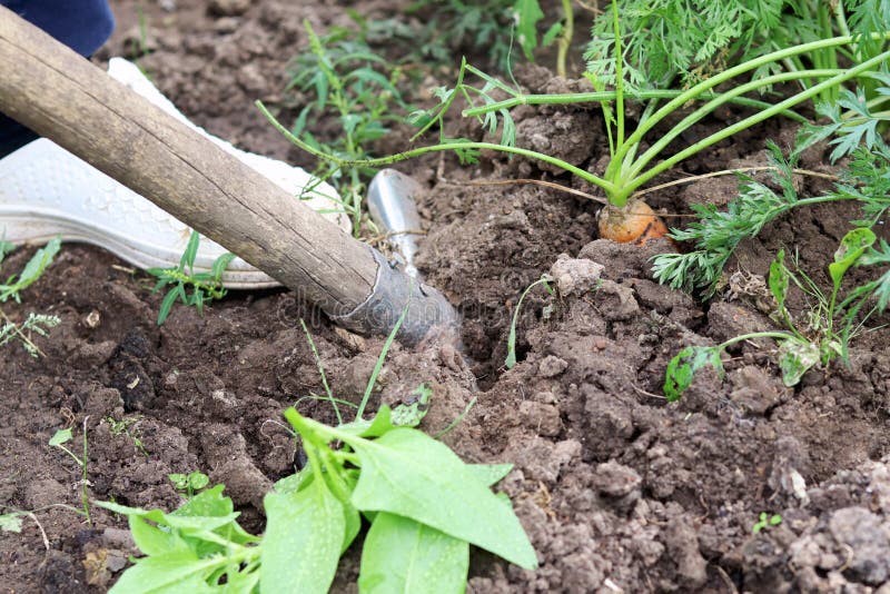 The Process of Digging Carrots Out of the Ground. Organic Farm, Farming ...