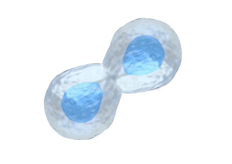 Cell Dividing White Background Stock Illustrations – 151 Cell Dividing ...