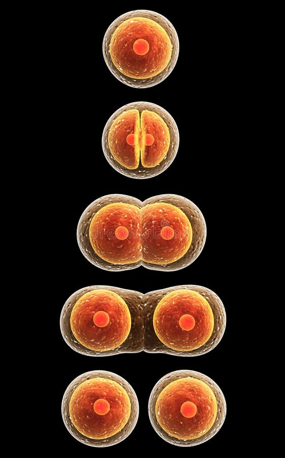 Amitosis Stock Illustrations – 77 Amitosis Stock Illustrations, Vectors ...