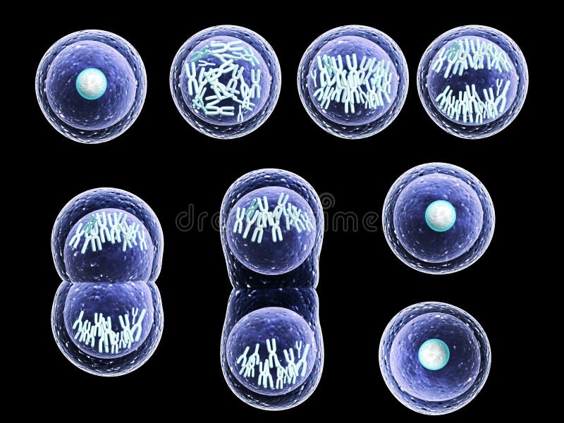 Process division of cell stock illustration. Illustration of cleavage ...