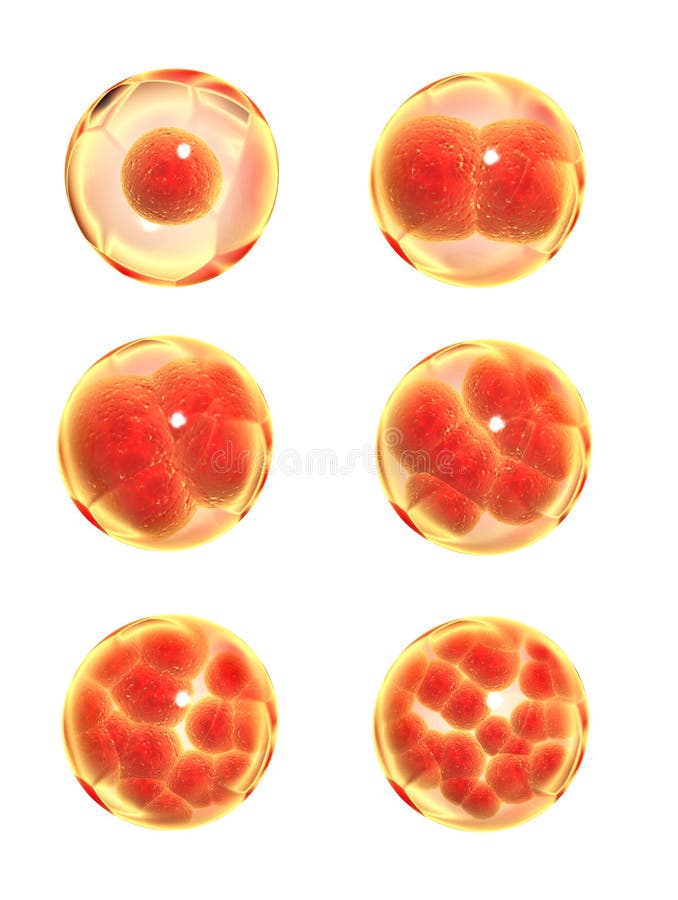 Process division of cell stock illustration. Illustration of genetic ...