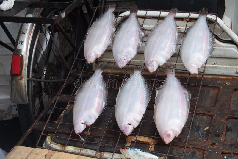On process Dried flatfish stock photo. Image of grill - 47303514