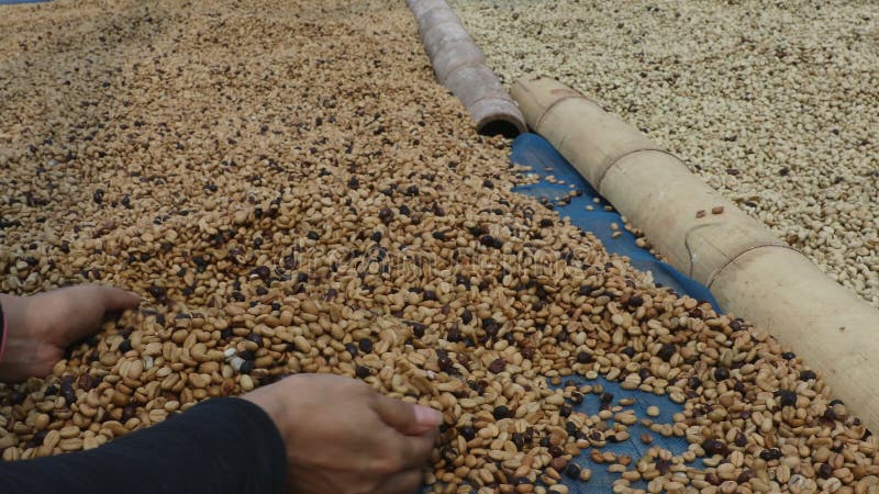 Drying of coffee beans stock video. Video of coffee, asia - 97426643