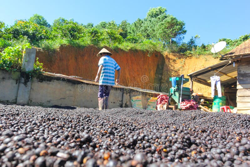 The Process of Drying Coffee Beans Editorial Photo - Image of chocolate ...