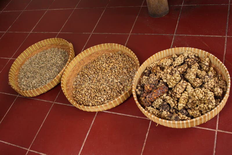 Process of Drying of Coffee Grains at Production of the Luwak Coffee ...
