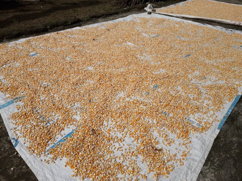 The Process of Drying Corn that Has Been Removed from the Cob Stock ...