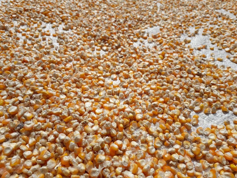 The Process of Drying Corn Under the Sun that Has Been Removed from the ...