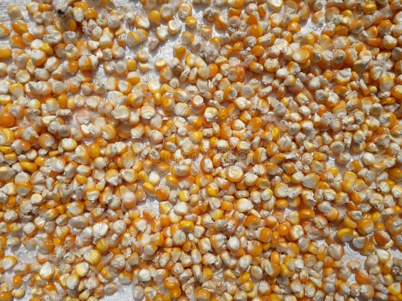 The Process of Drying Corn Under the Sun that Has Been Removed from the ...