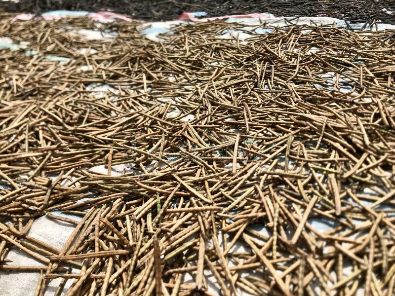 The Process of Drying Green Beans Under the Sun Stock Photo - Image of ...