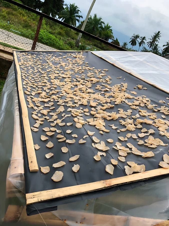 Process of Drying Milkfish Crackers Stock Image - Image of spicy ...