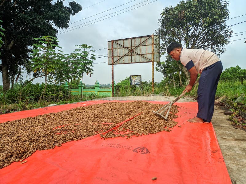 The Process of Drying Peanuts Editorial Photo - Image of agriculture ...
