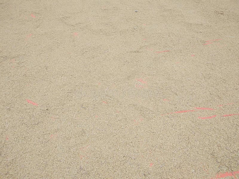 The Process of Drying Rice Grain in the Yard Stock Image - Image of ...