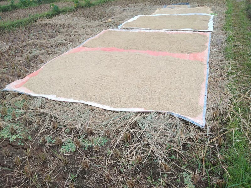 The Process of Drying Rice Grains in Rice Fields that Have Been ...