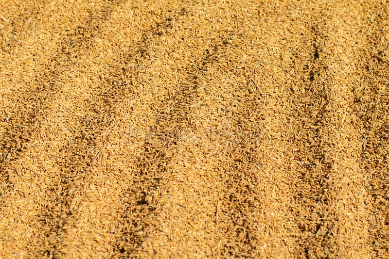 Paddy Drying Process Stock Photos - Free & Royalty-Free Stock Photos ...