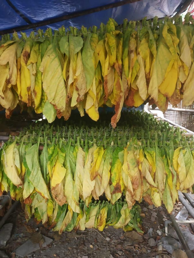 The Process of Drying Tobacco Leaves Stock Image - Image of process ...