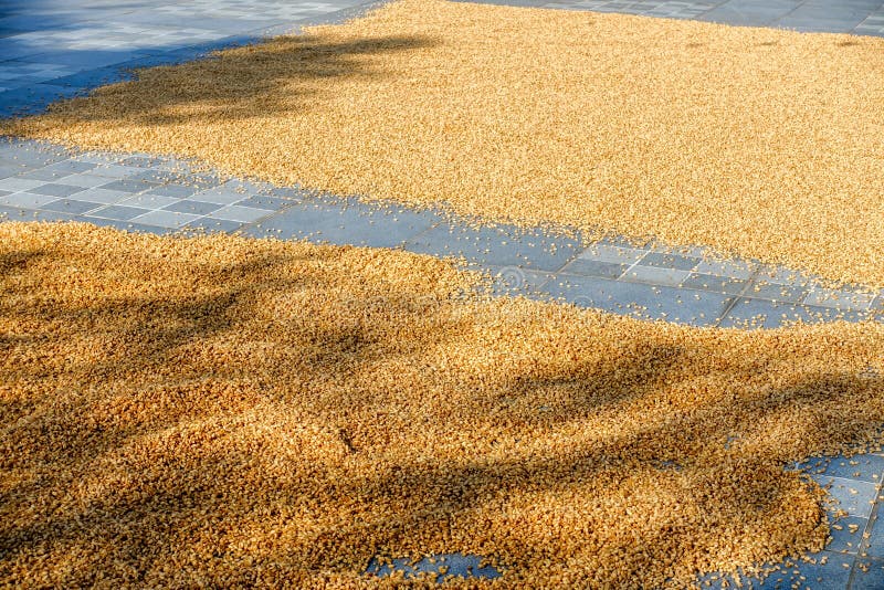 Process of Drying Wheat Seeds in Direct Sunlight before Grinding into ...