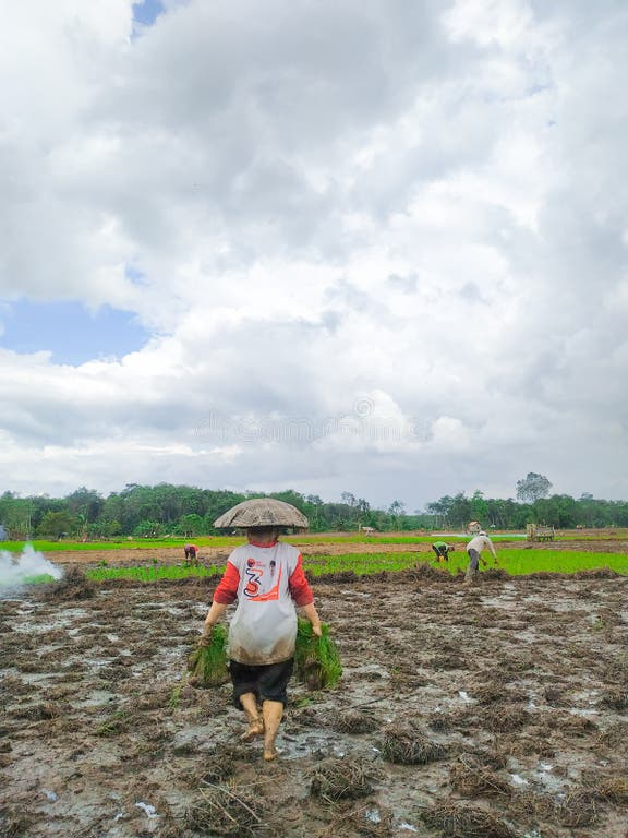 The Process of Farming Using Traditional Methods Editorial Photography ...