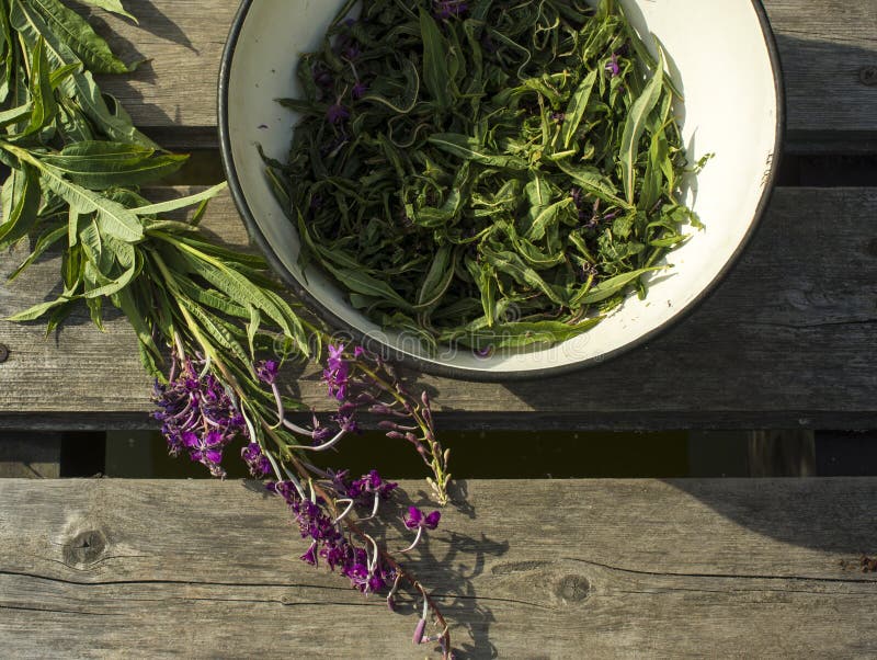 Process of Fermentation of Tea. Manual Processing Ivan Tea Fermentation ...