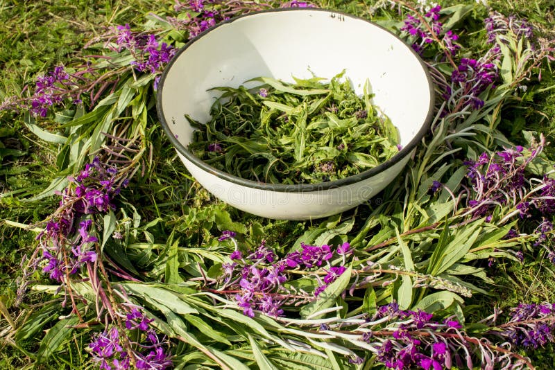 Process of Fermentation of Tea. Manual Processing Ivan Tea Fermentation ...