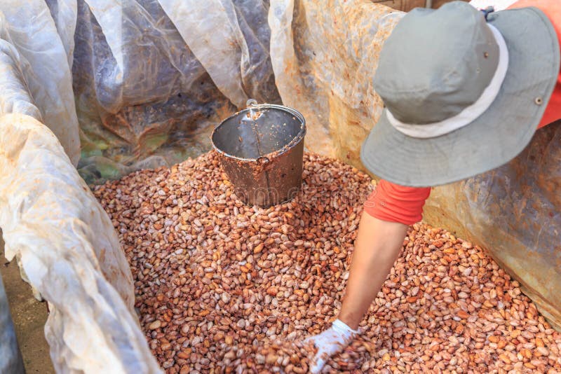 The Process of Fermenting Fresh Cocoa Beans in a Tank Stock Image ...