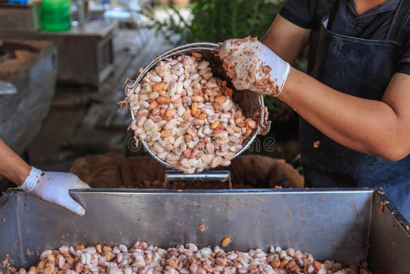 Fermenting Cocoa Beans To Make Chocolate Stock Image - Image of healthy ...