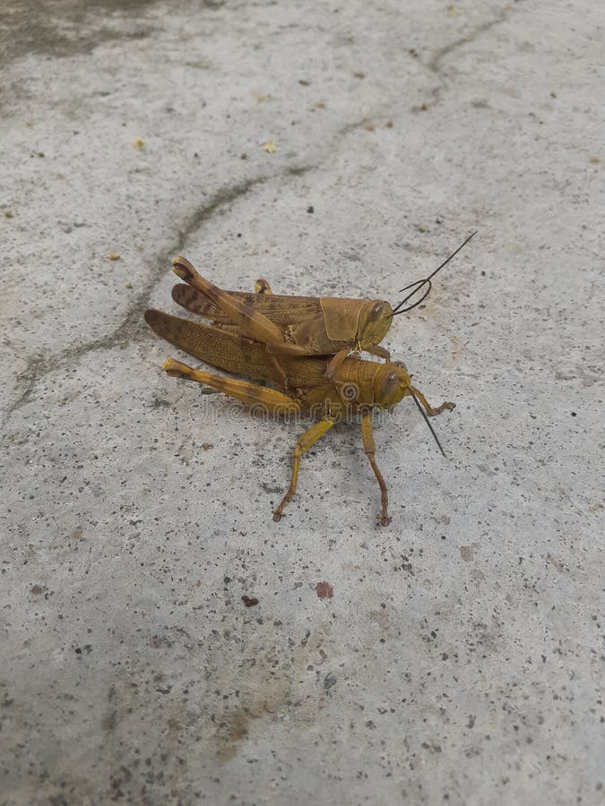 Grashopper stock image. Image of ready, fertilization - 242142213