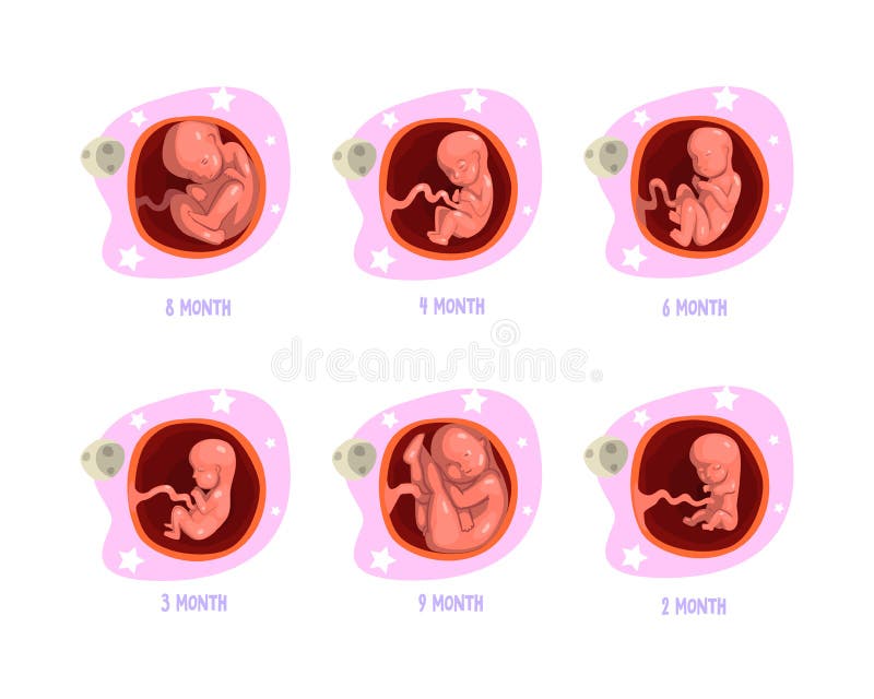 Process of Fetal Development or Embryological Stage Vector Set Stock ...