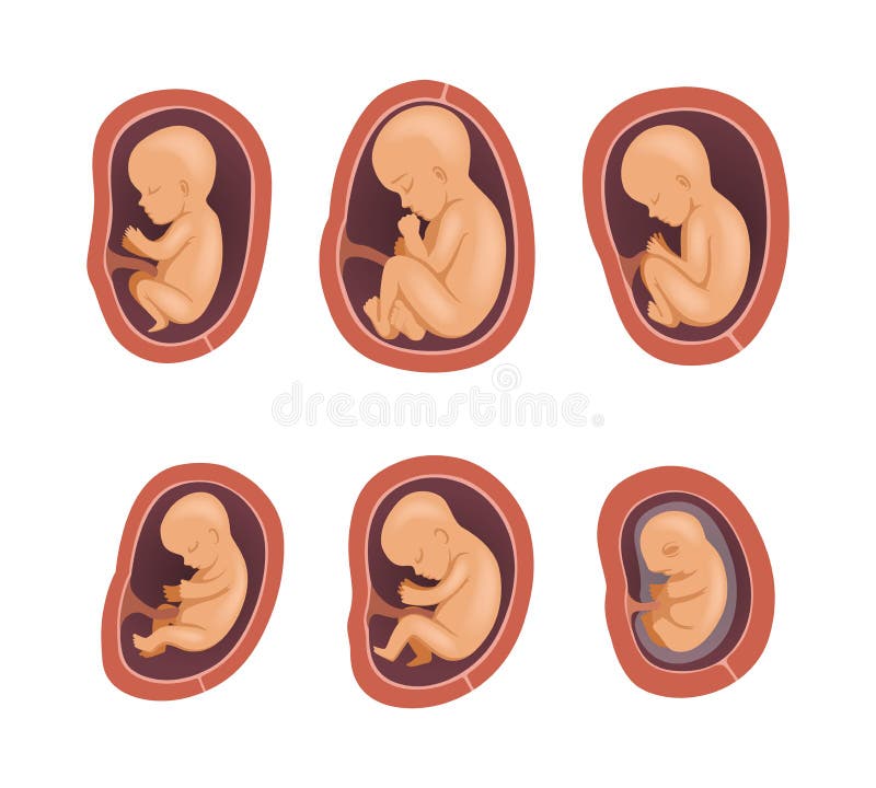 Process of Fetal Development or Embryological Stage Vector Set Stock ...