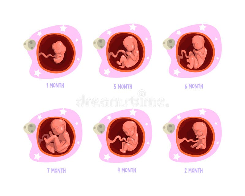Process of Fetal Development or Embryological Stage Vector Set Stock ...