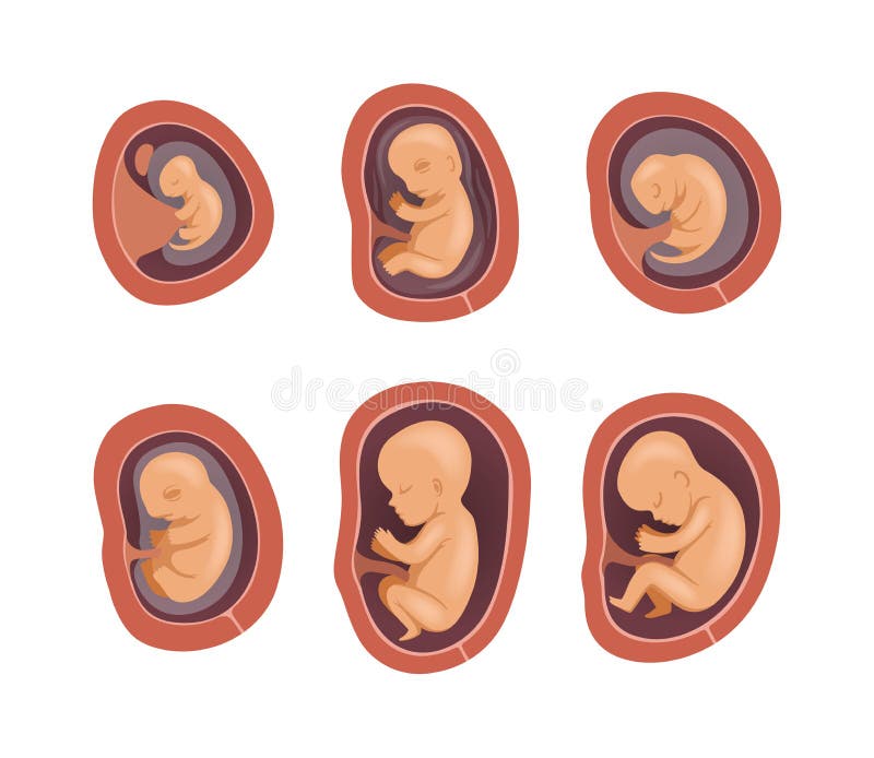 Process of Fetal Development or Embryological Stage Vector Set Stock ...