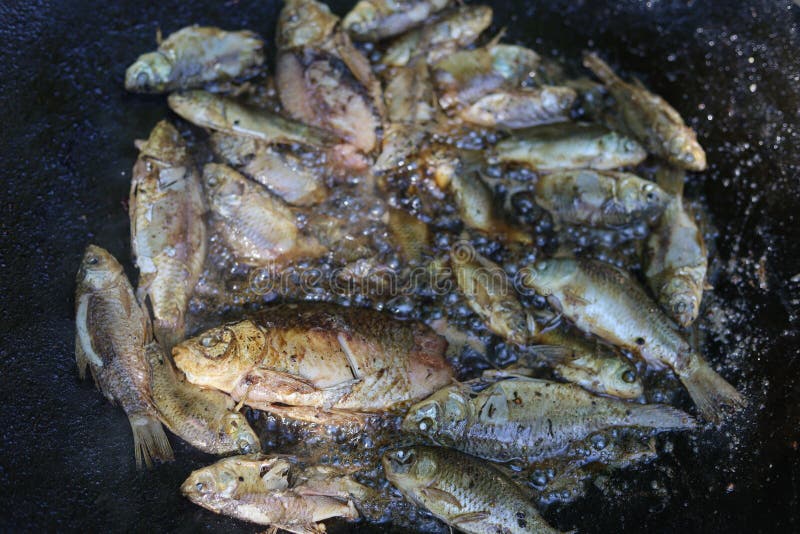 Fish over corals stock image. Image of borbonius, saltwater - 53281997