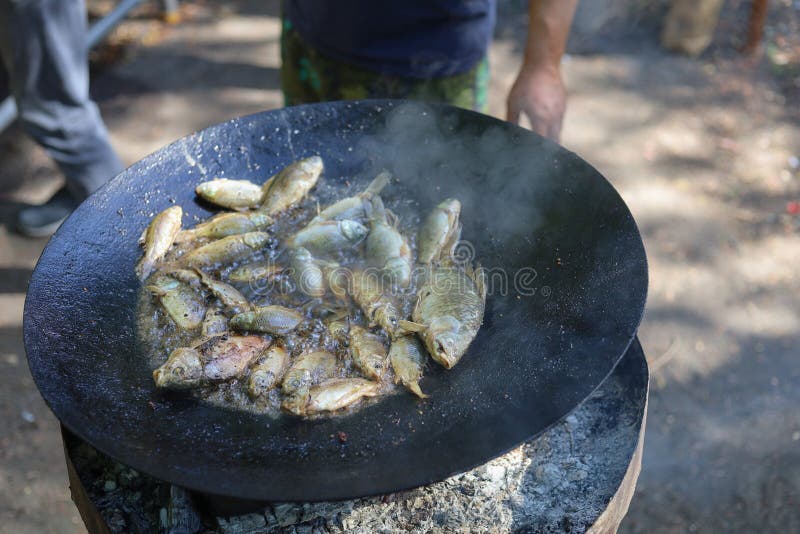 Fish over corals stock image. Image of borbonius, saltwater - 53281997