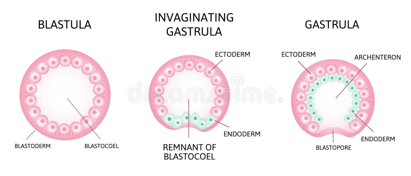 Gastrulation Stock Illustrations – 22 Gastrulation Stock Illustrations ...