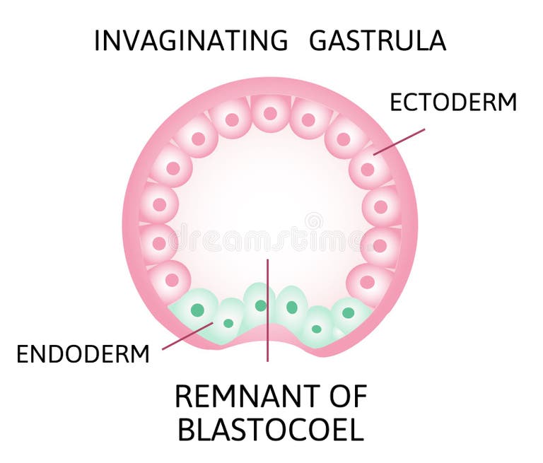 Endoderm Stock Illustrations – 75 Endoderm Stock Illustrations, Vectors ...