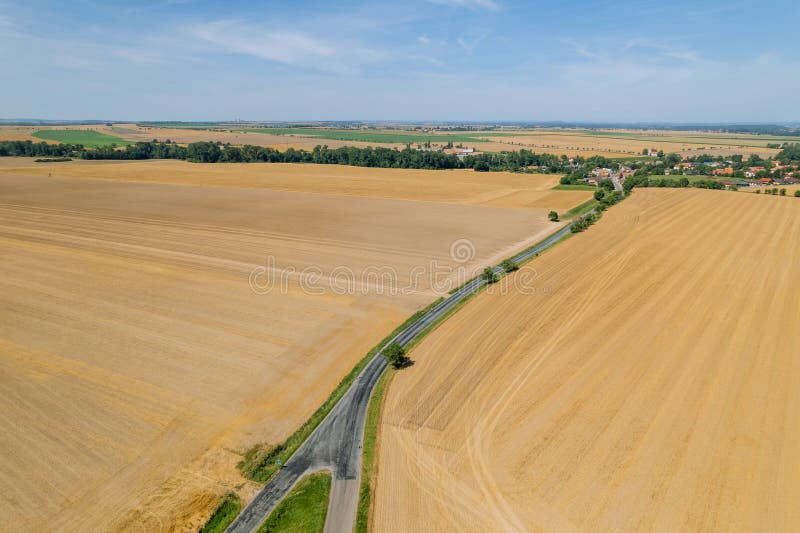Process of Gathering Wheat Involves Carefully Cutting Stalks and ...