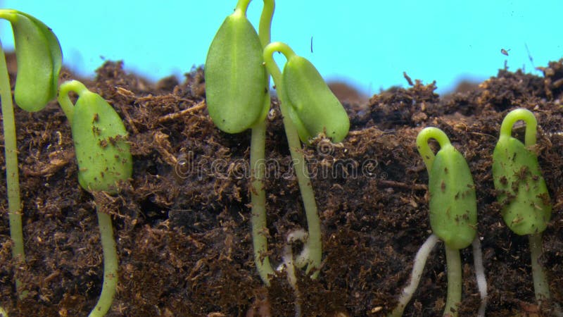 Process of Germination of Flax Seeds from Root To Sprout Coming Out of ...